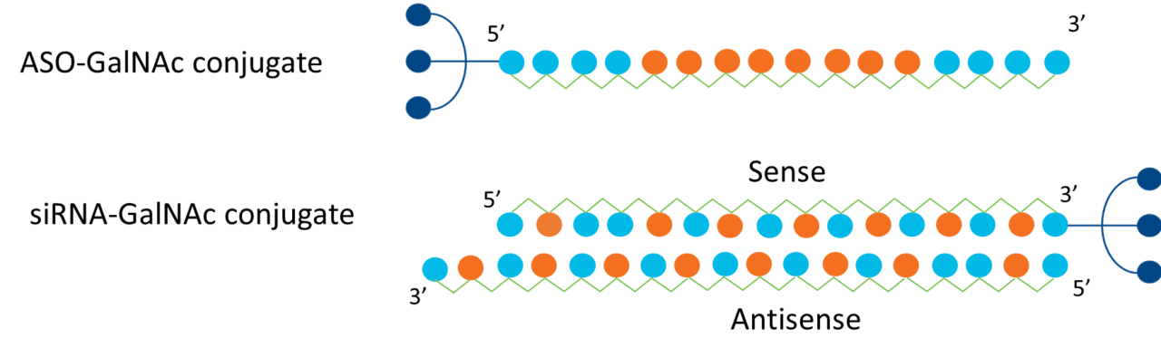 GalNAc conjugates: Delivery service to the liver!