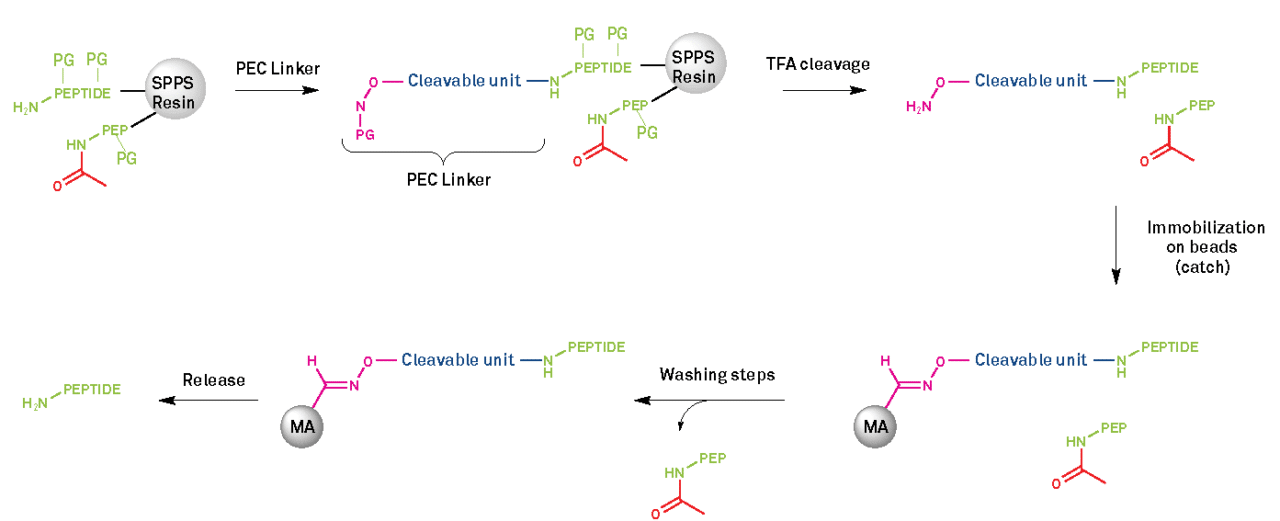 A New Turn in Peptide Purification - Peptide Easy Clean