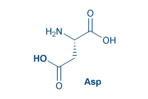 Chart of Amino Acids and its 20 proteinogenic amino acids