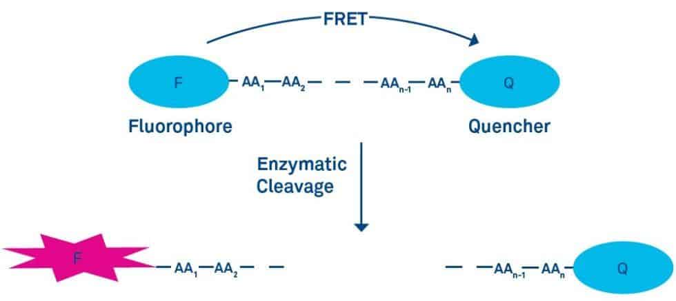 Fret Substrates