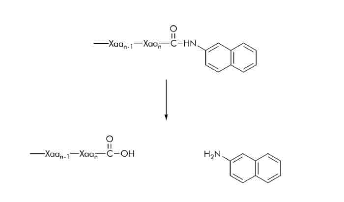 Chromophores, Fluorophores: properties and characteristics
