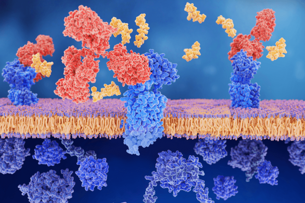 Peptide Synthesis - How peptides are made