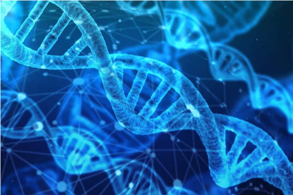 What Are Oligonucleotides (Oligos)? | Bachem