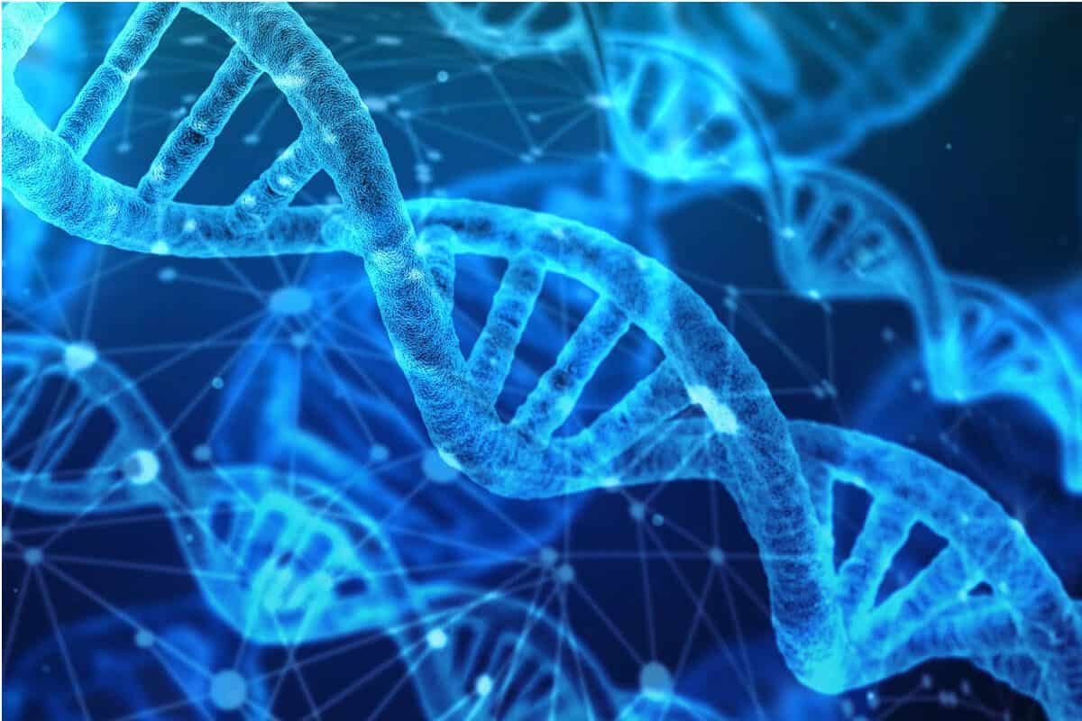 What Are Oligonucleotides (Oligos)? | Bachem