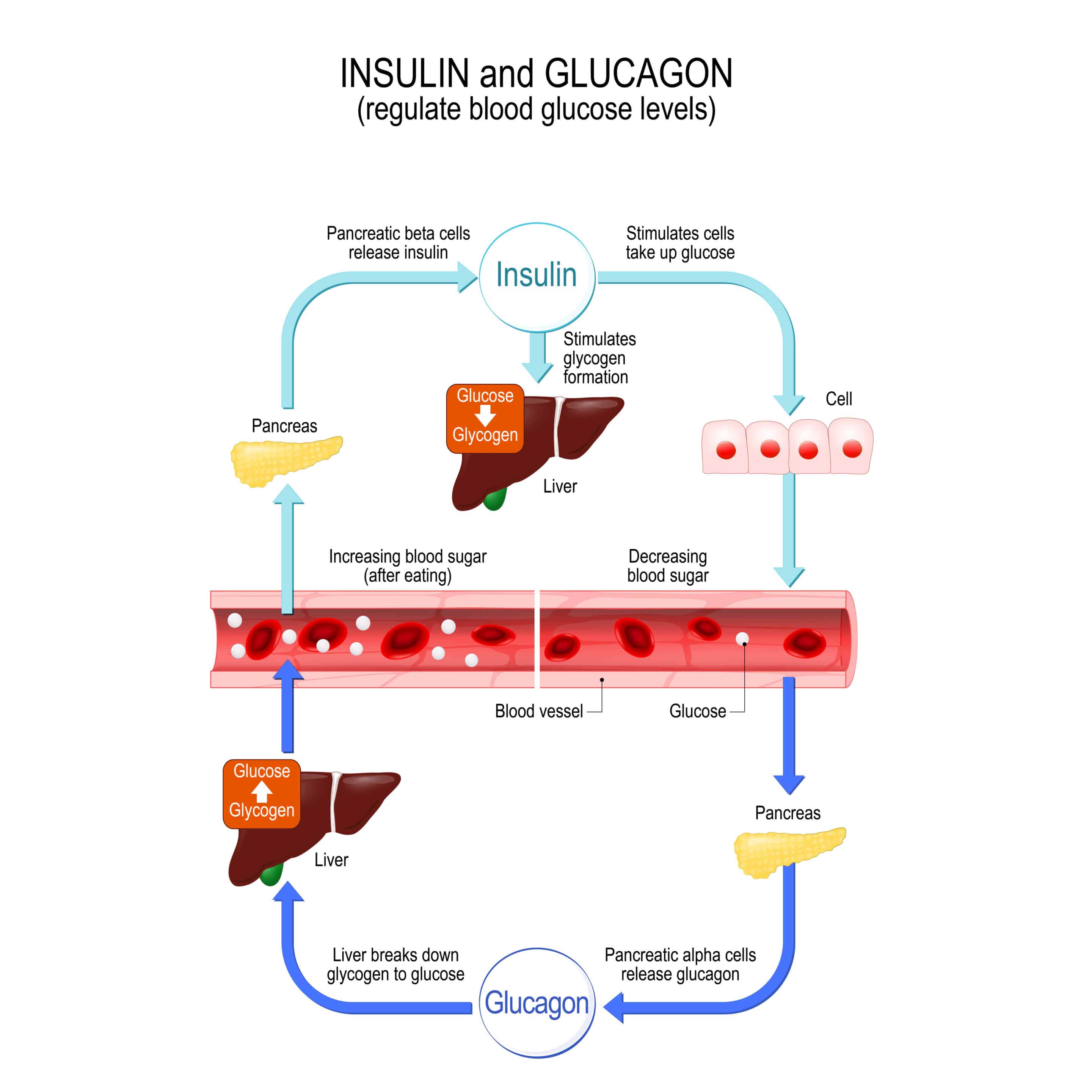 Glucagon API Manufacturer & Supply | Bachem