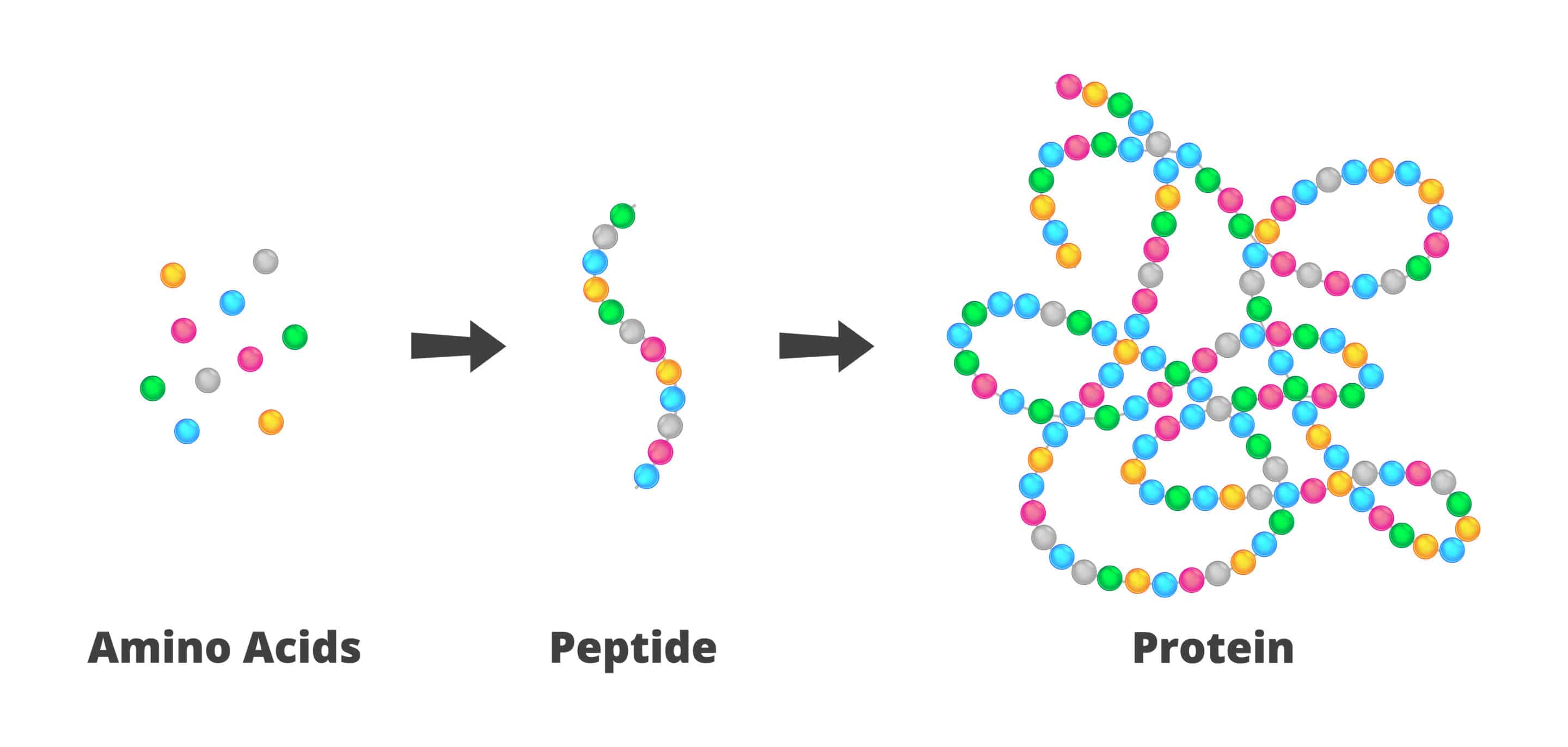 Peptides vs Proteins: What's the Difference? | Bachem