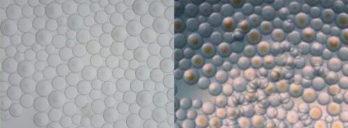 Introduction to Peptide Synthesis Methods - Bachem