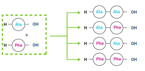 Peptide Manufacturing: Step-By-Step Guide - Bachem