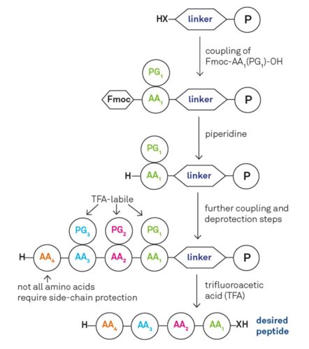 Introduction to Peptide Synthesis Methods - Bachem