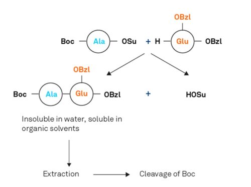 Introduction to Peptide Synthesis Methods - Bachem