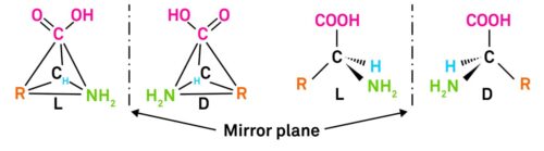 Peptides & Amino Acids for Beginners: Understanding the Basics - Bachem